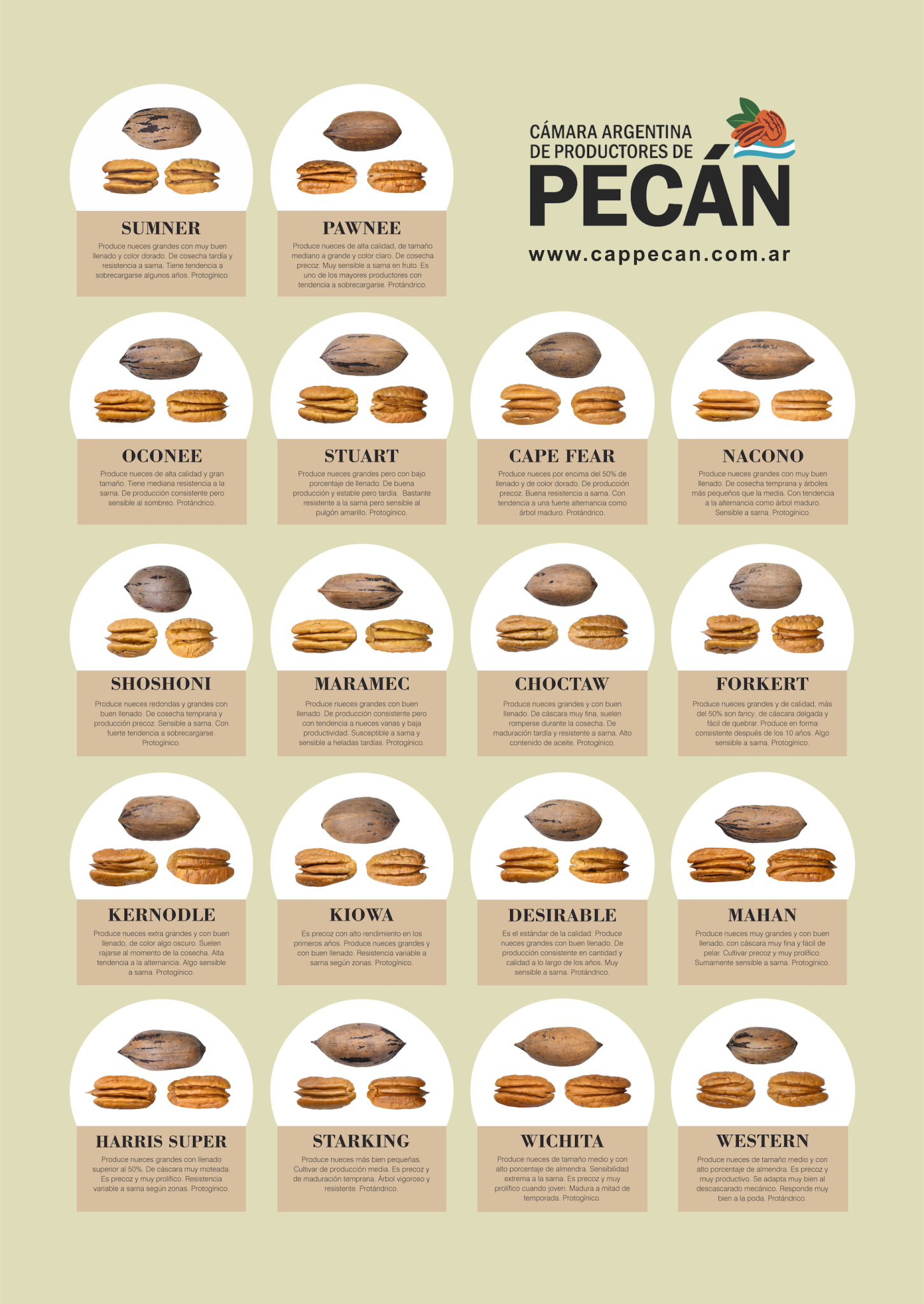 El pecán – La Cámara Argentina de Productores de Pecán